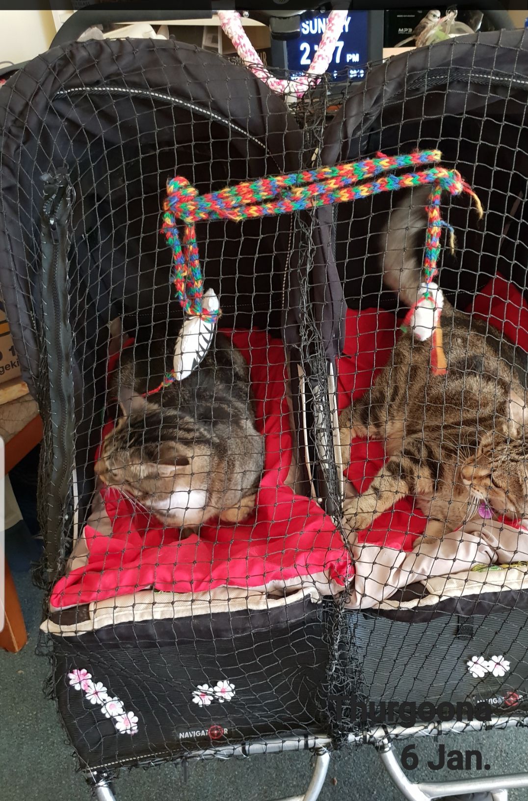 Cat pram | Bunnings Workshop community