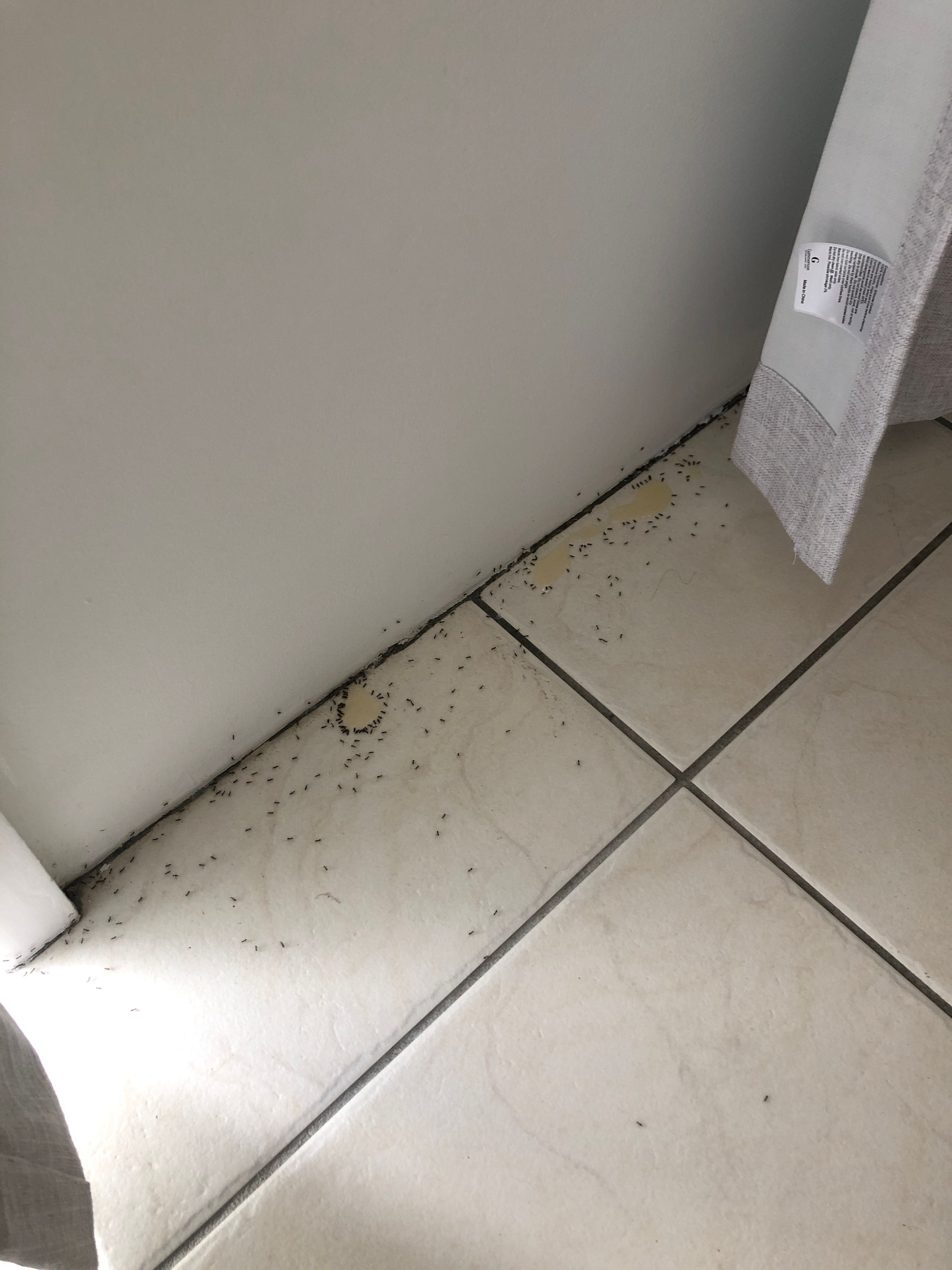 How to get rid of ants and seal the edge... | Bunnings Workshop community