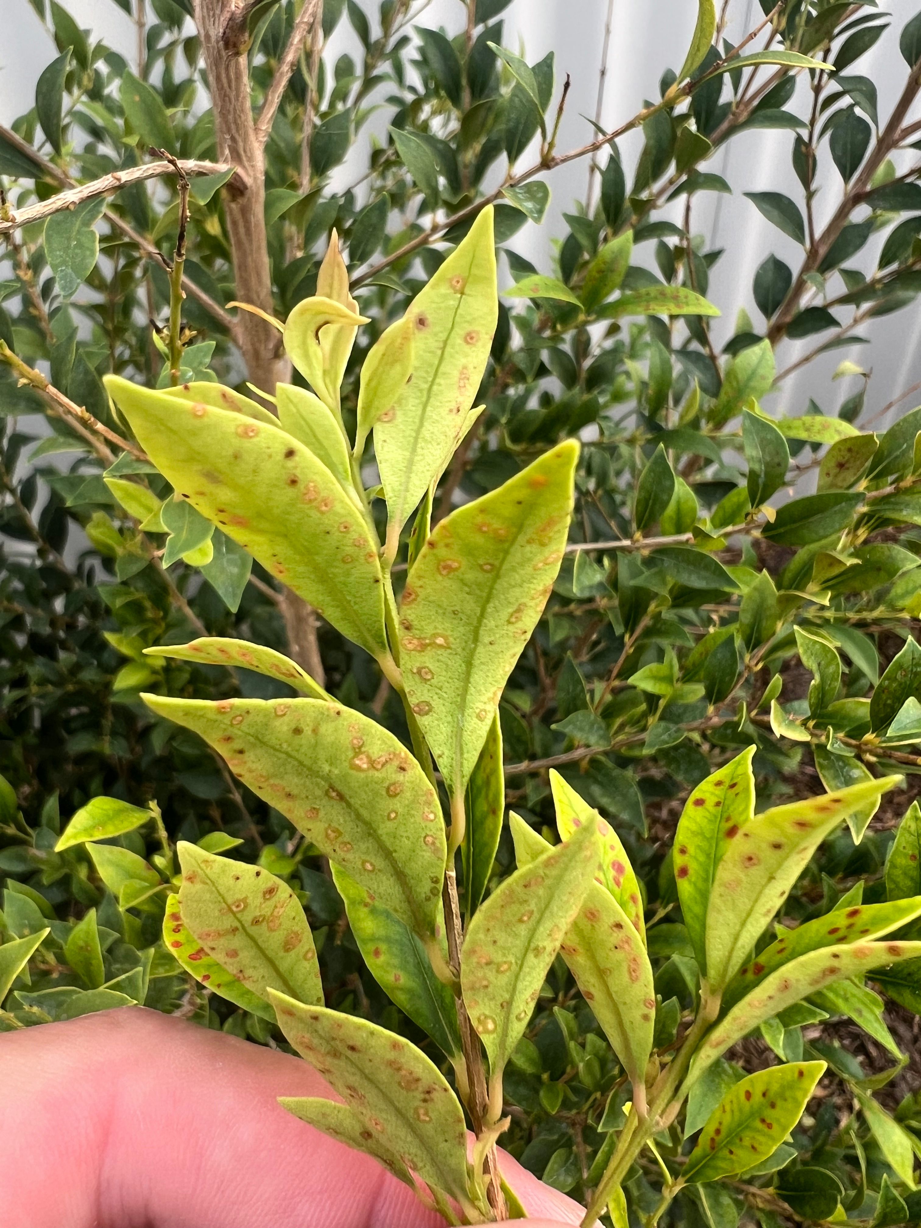 What are red spots on lilly pilly leaves... | Bunnings Workshop community