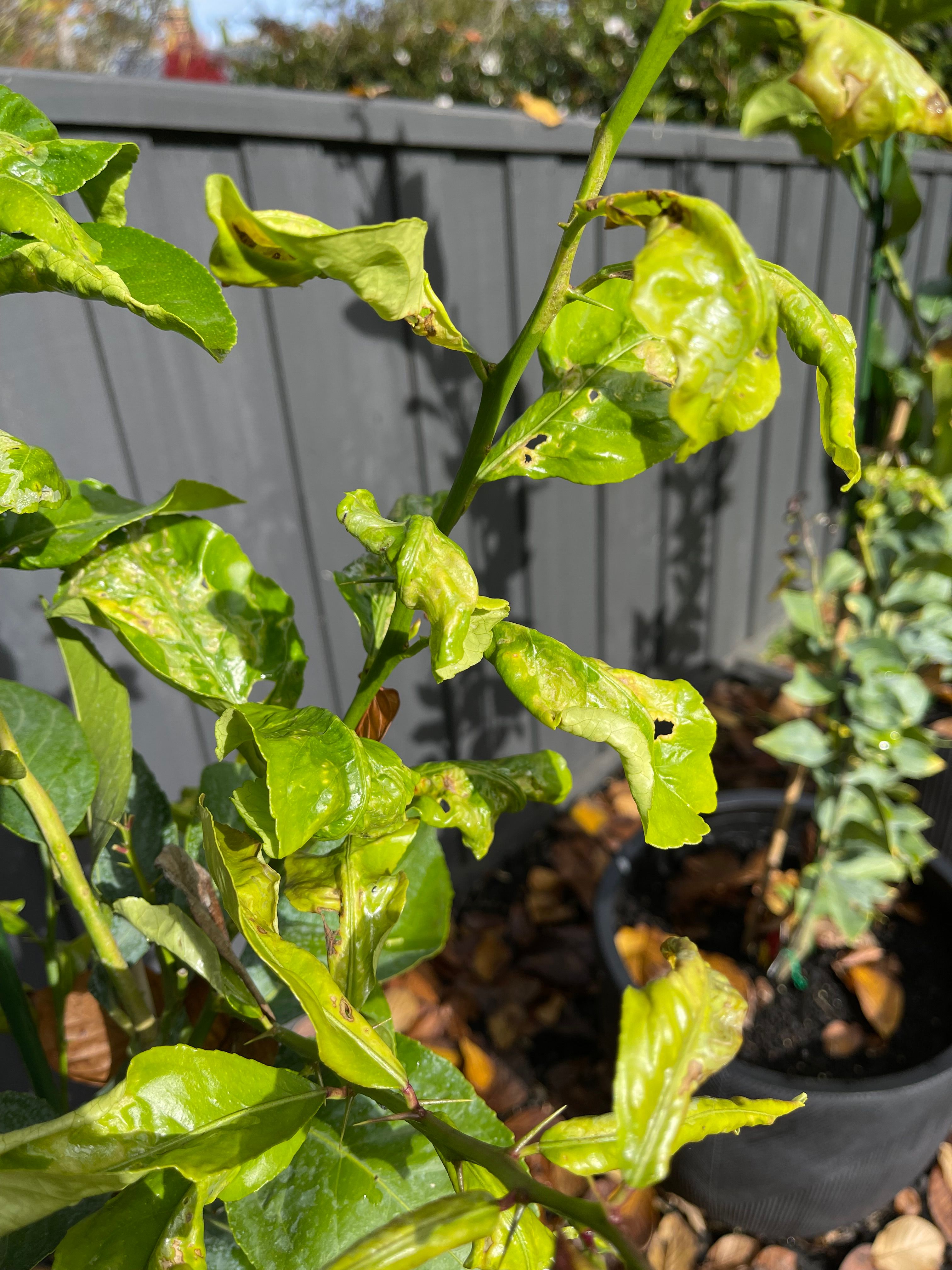 Why are my lemon tree leaves curling? | Bunnings Workshop community
