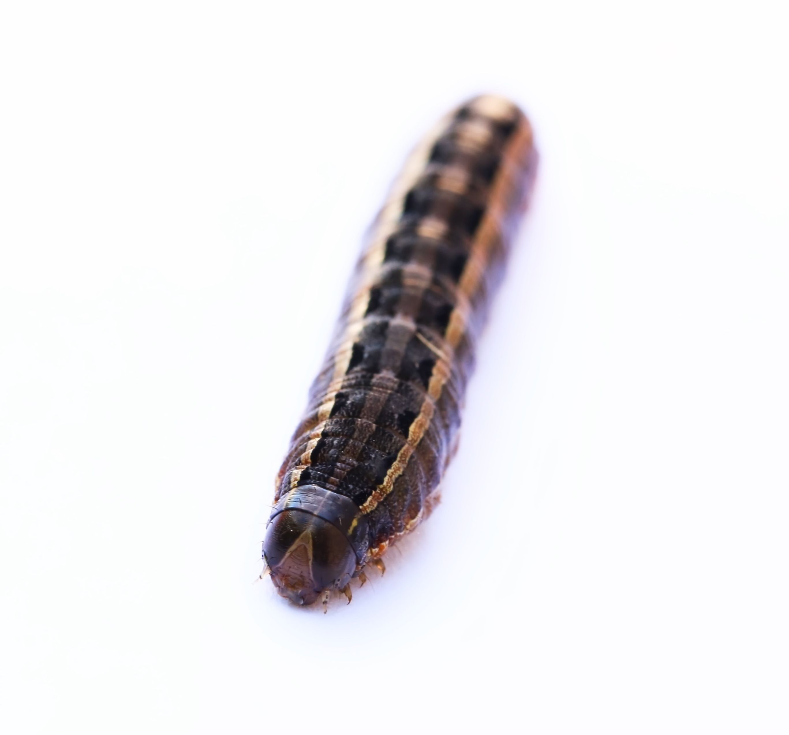 How to control curl grubs and army worms | Bunnings Workshop community