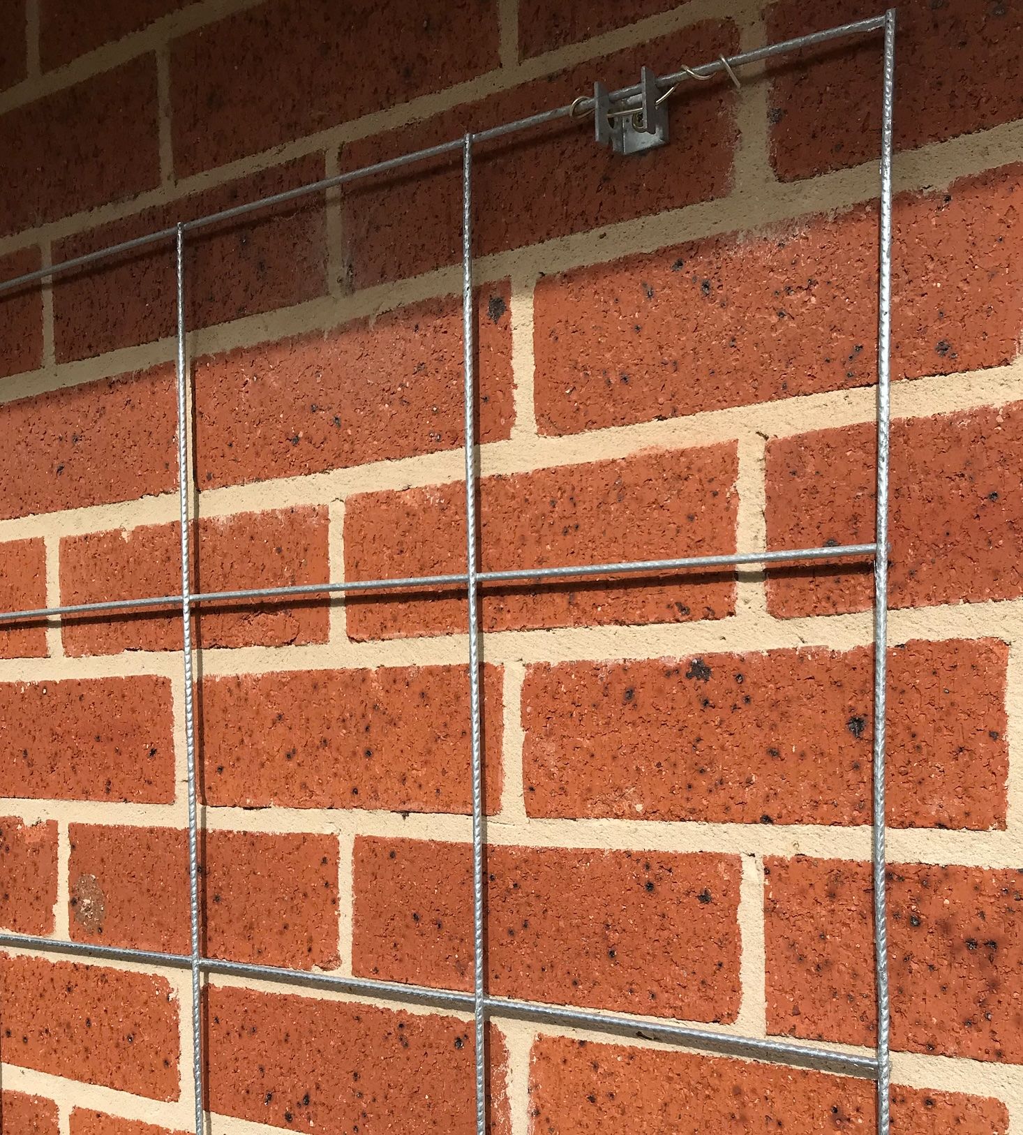 Grape vine supported between fence posts | Bunnings Workshop community