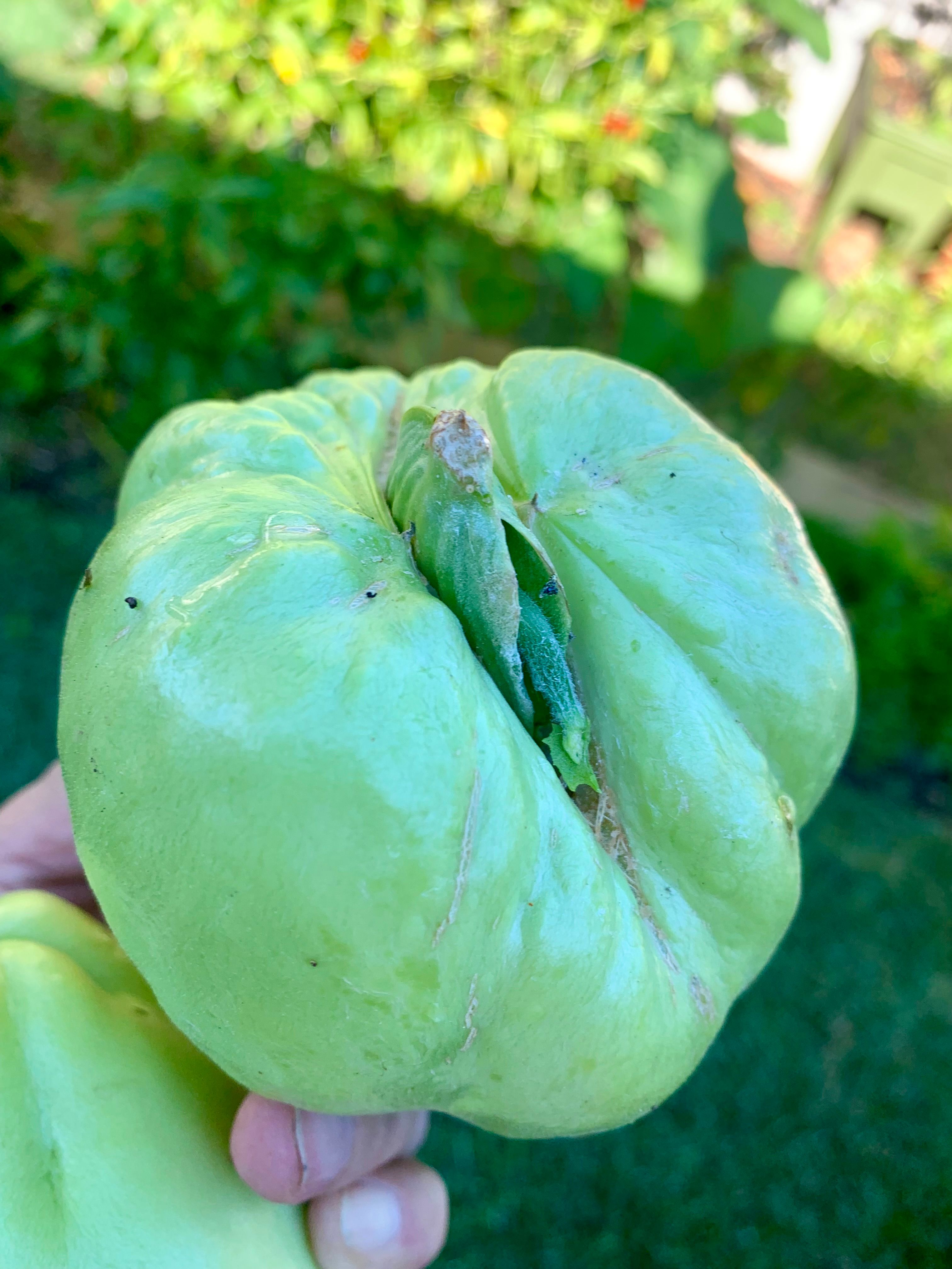 Growing chokos with a garden arch | Bunnings Workshop community