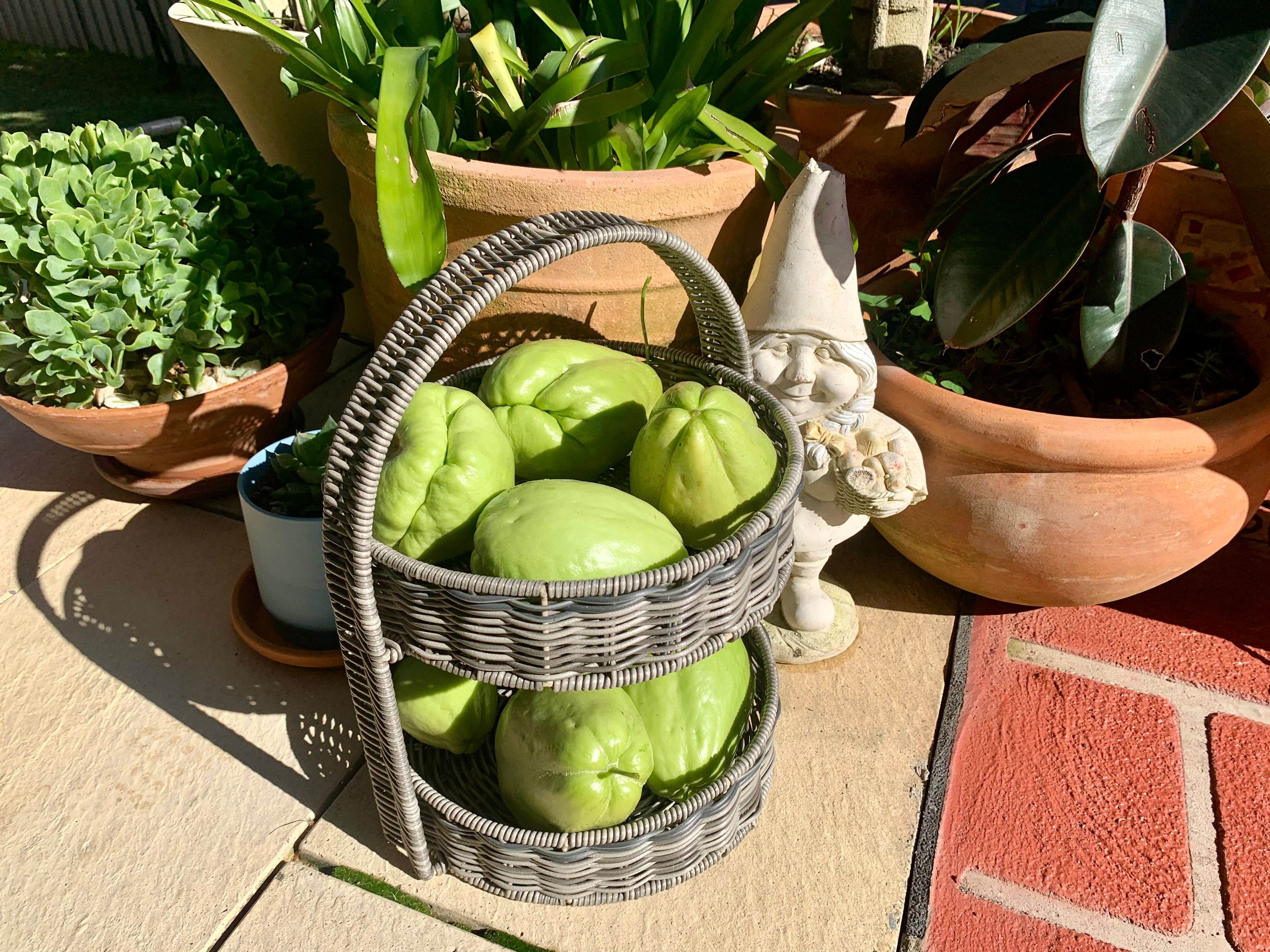 Growing chokos with a garden arch | Bunnings Workshop community
