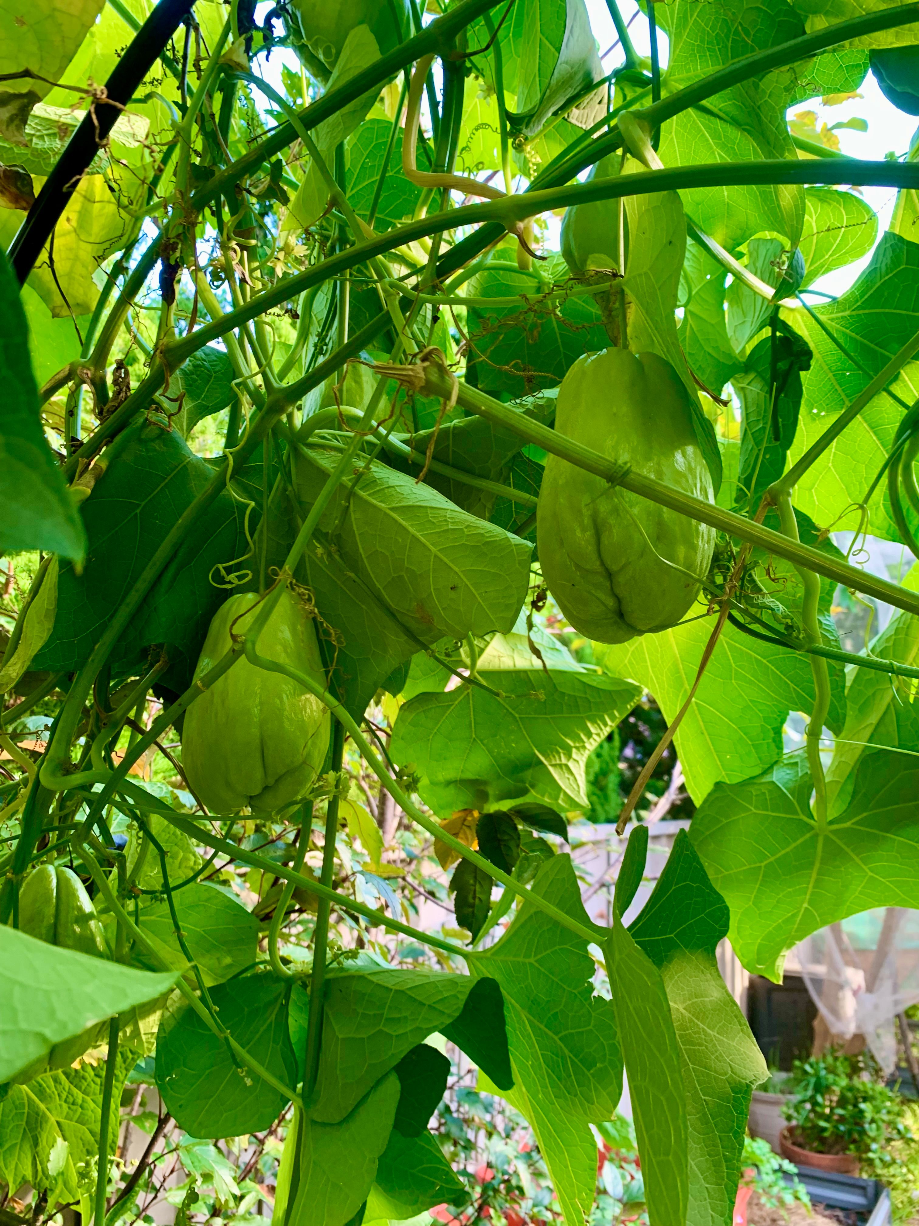 Growing chokos with a garden arch | Bunnings Workshop community