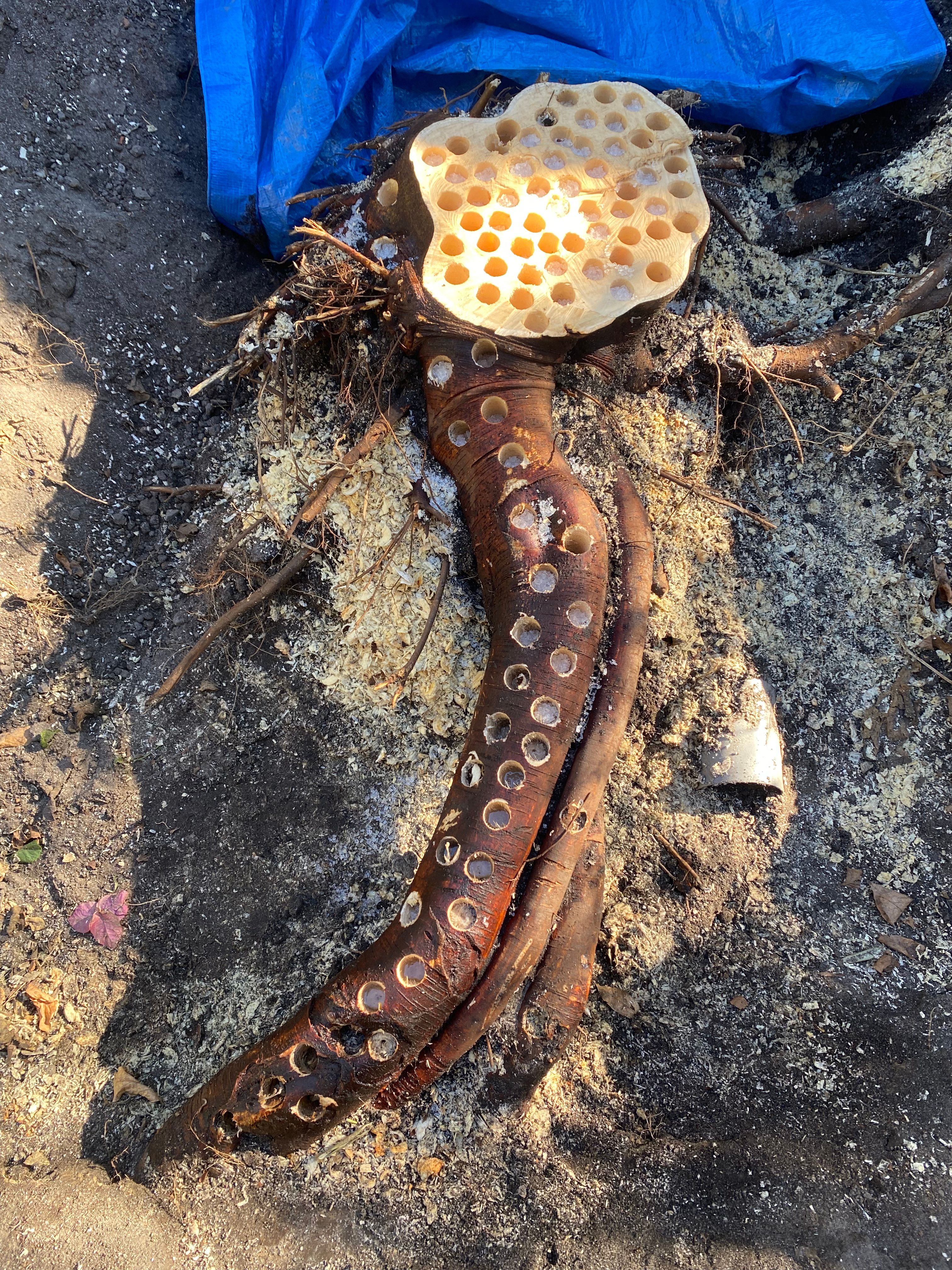 How do you stop a tree stump regrowing? | Bunnings Workshop community